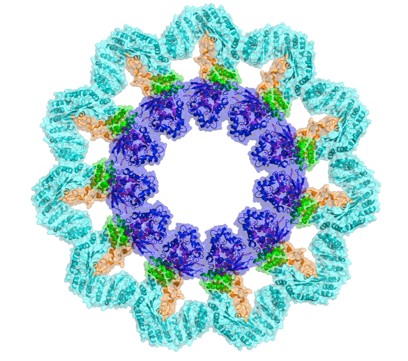 Liman Zhang Laboratory – Van Andel Institute